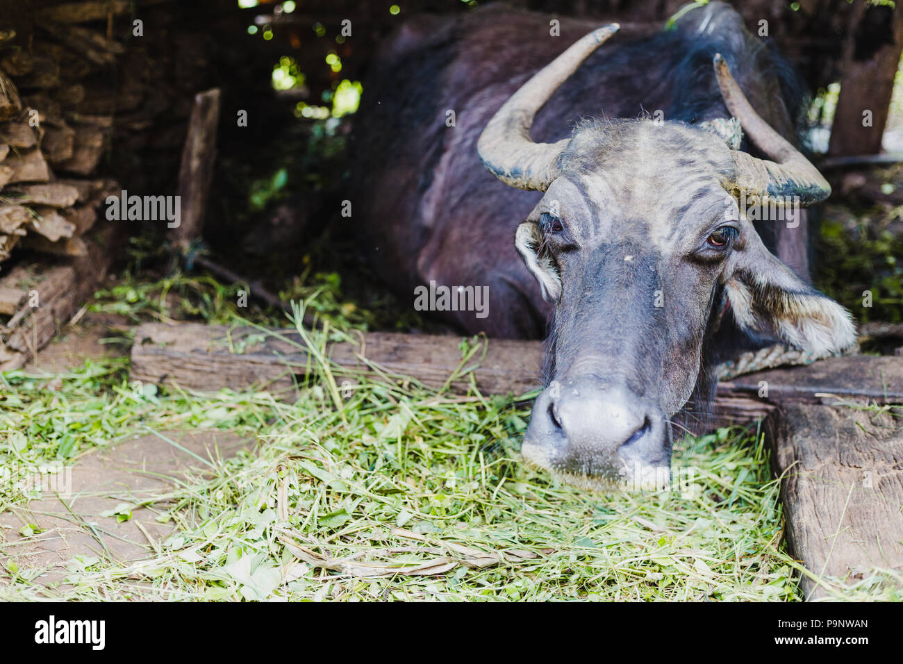 Cute domestic asian buffalo at buffalo shed in rural village of Gorkha ...