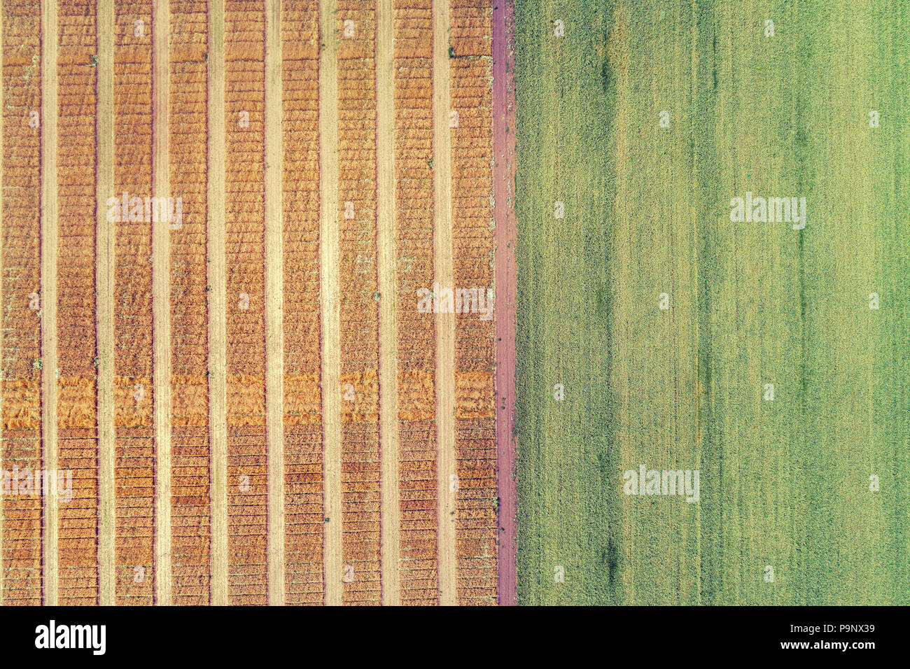 Aerial view of geometric green and yellow wheat fields. Abstract ...