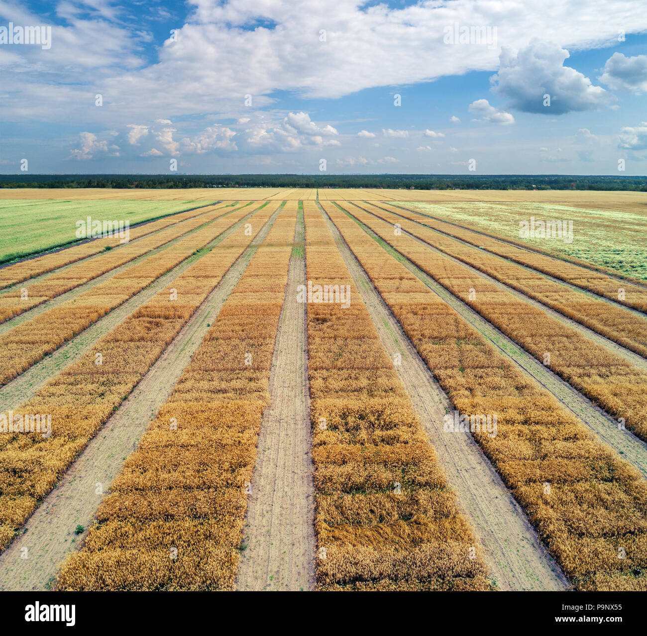 Aerial view of geometric wheat fields and beautiful sky Stock Photo - Alamy