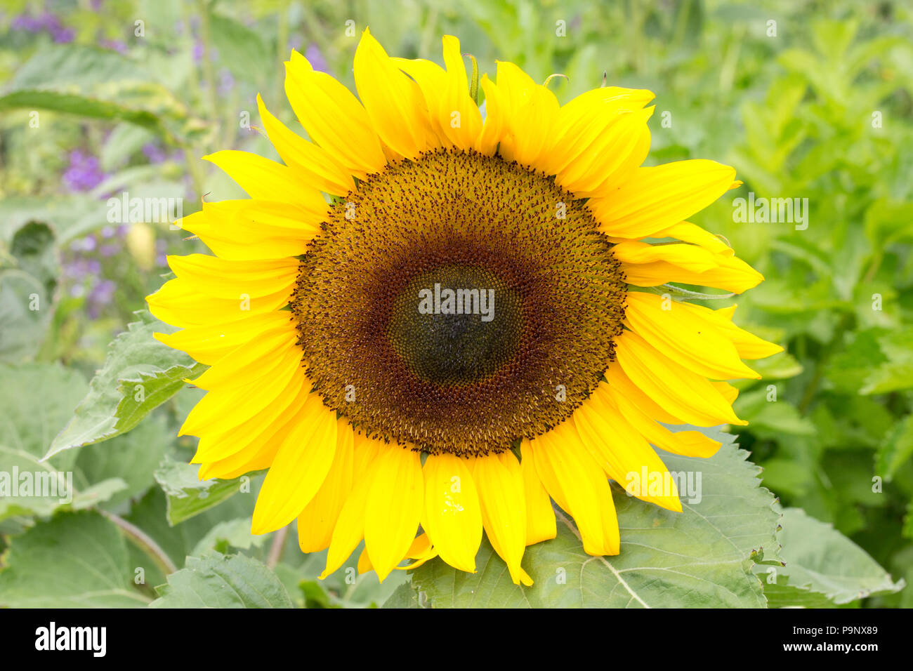 Closeup single miniature sunflower head Helianthus annus Scotland Stock ...