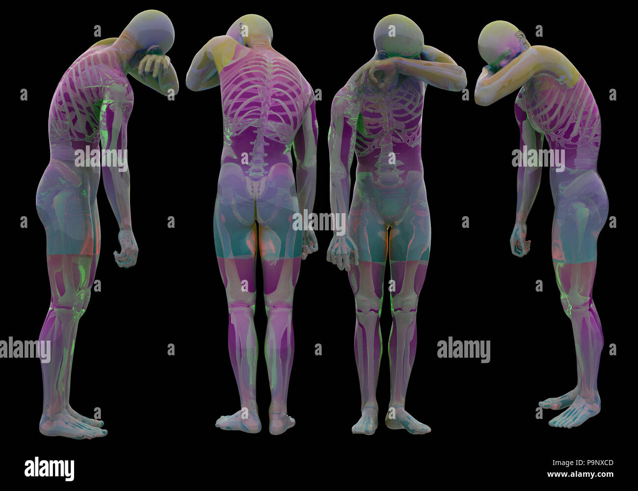 3d anatomical male full hi-res stock photography and images - Alamy