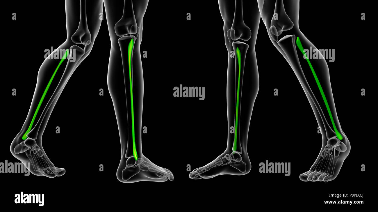 3d rendering illustration of fibula bone Stock Photo - Alamy