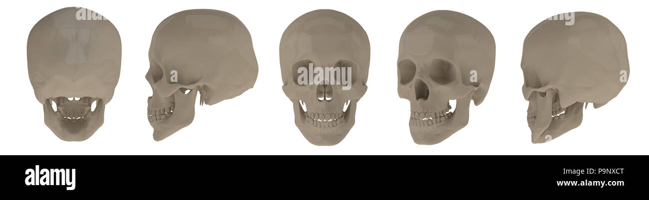 3d rendering illustration of skull Stock Photo - Alamy