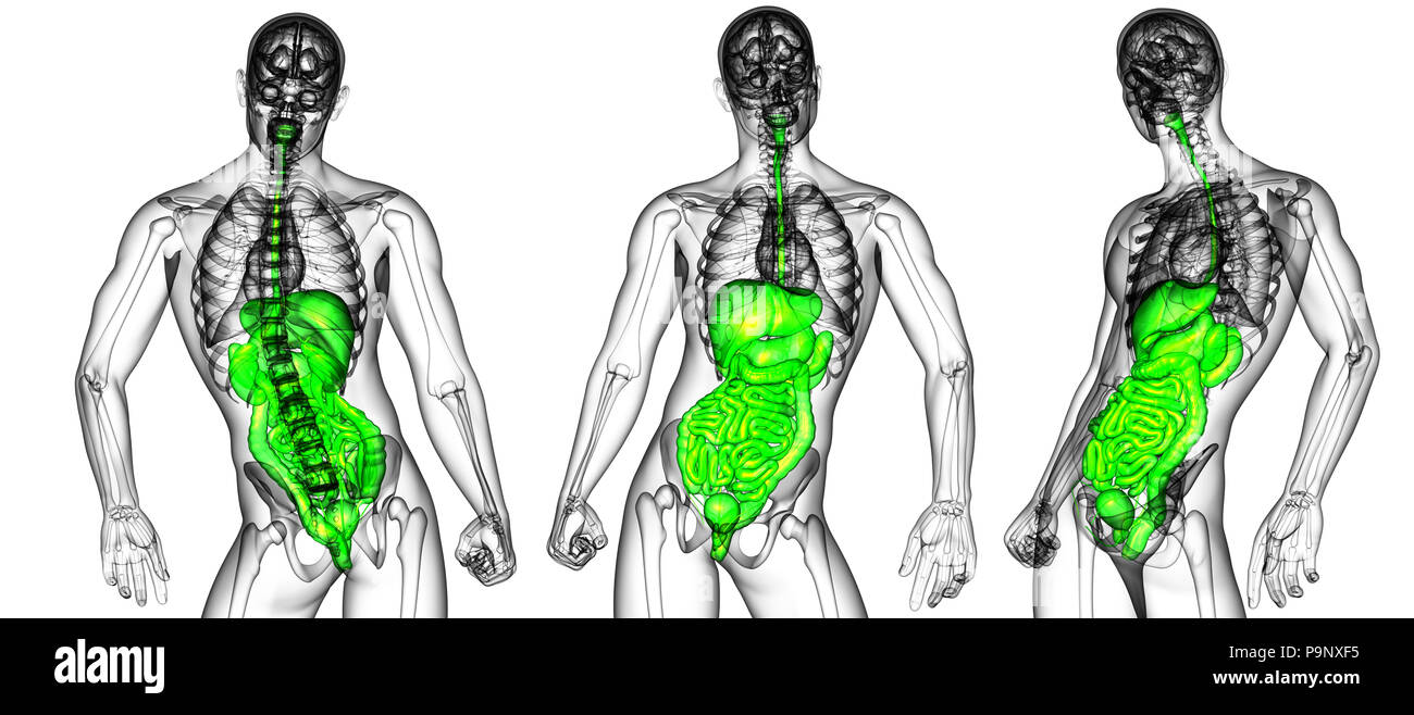 3d rendering medical illustration of the digestive Stock Photo - Alamy