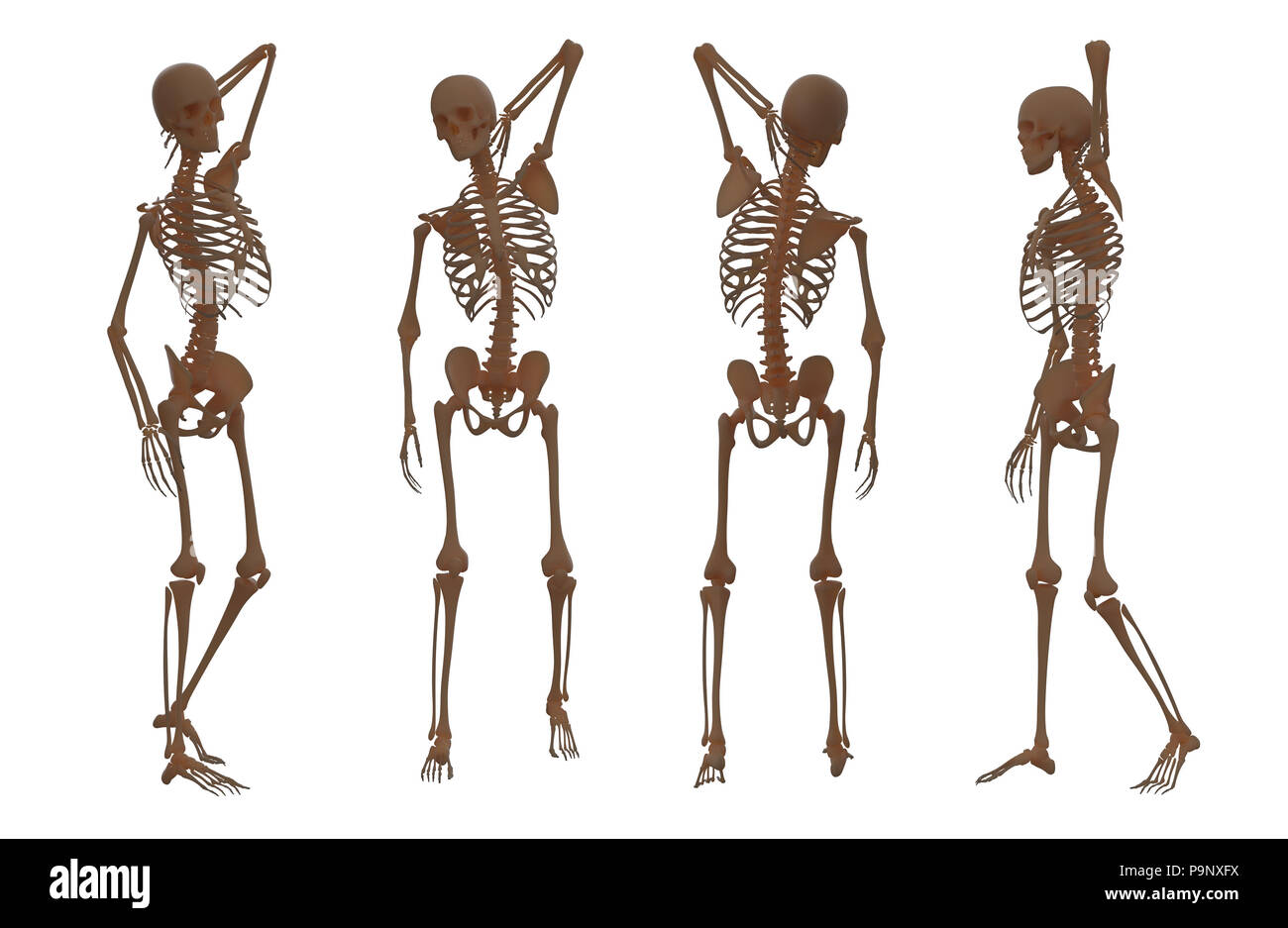 3d rendering illustration of skeleton Stock Photo - Alamy