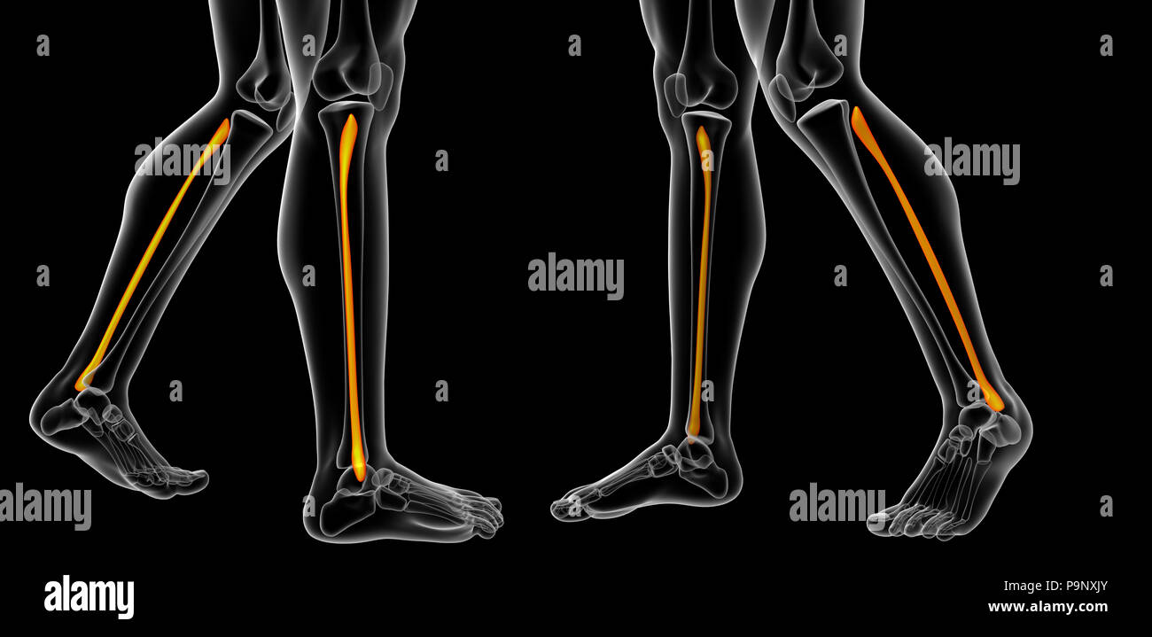 3d rendering illustration of fibula bone Stock Photo - Alamy