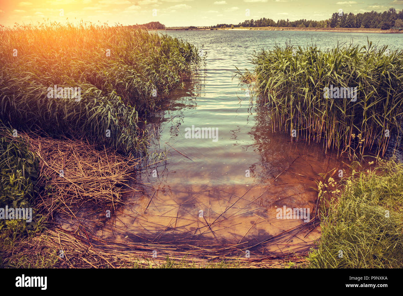Beautiful nature, lakeshore, wilderness Stock Photo - Alamy