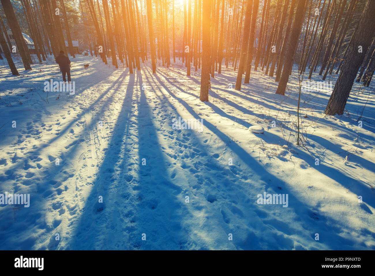 The forest in winter at sunset hi-res stock photography and images - Alamy