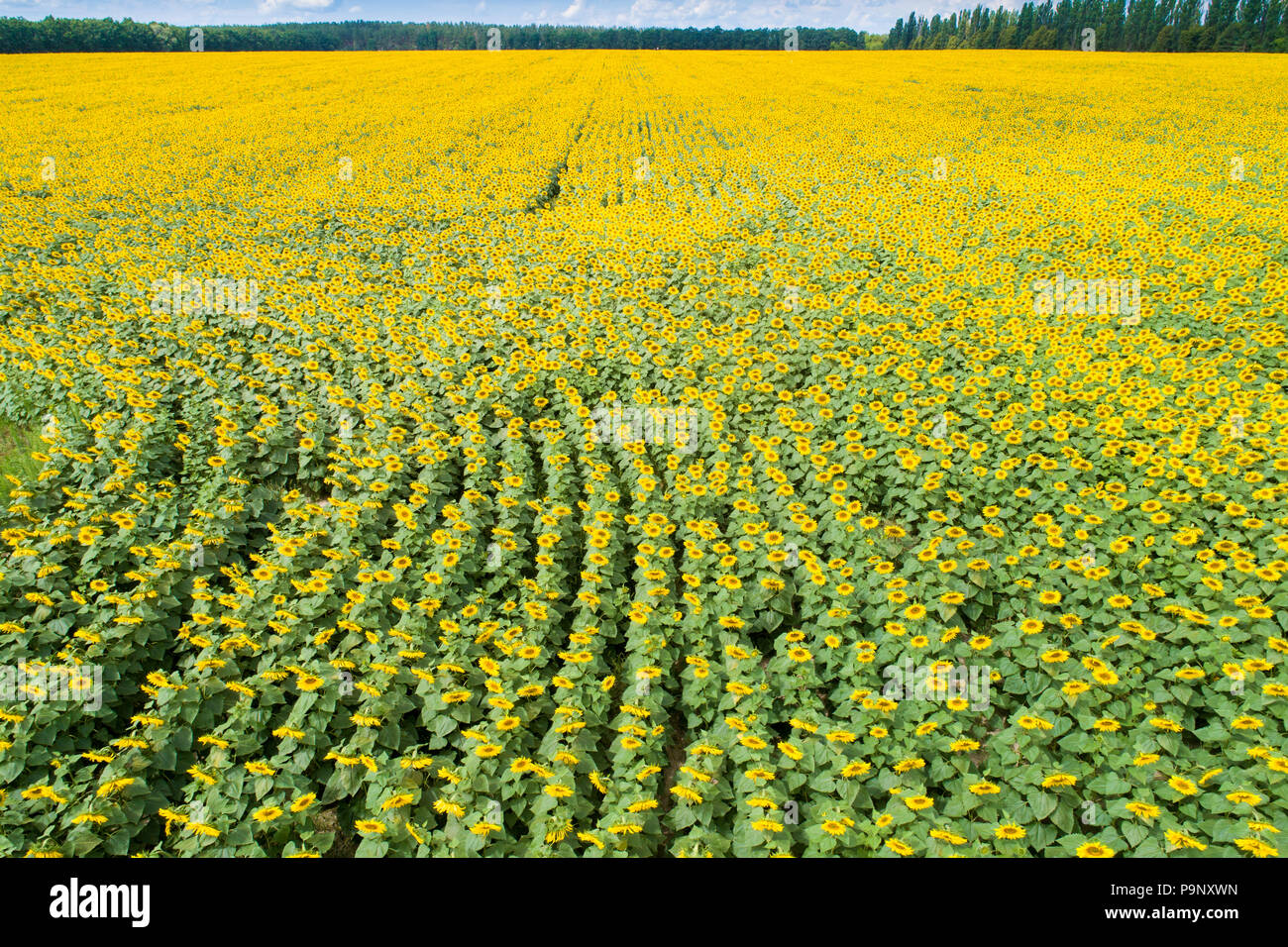 Aerial view flower hi-res stock photography and images - Alamy