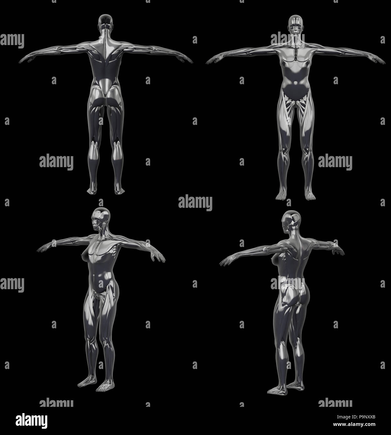 Body muscle vector anatomic hi-res stock photography and images - Alamy