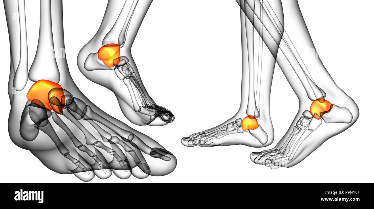 Lateral malleolus hi-res stock photography and images - Alamy