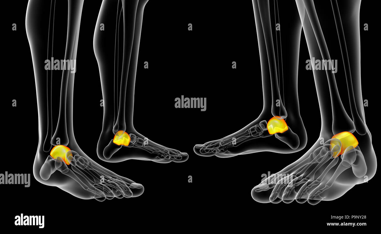 Lateral malleolus hi-res stock photography and images - Alamy