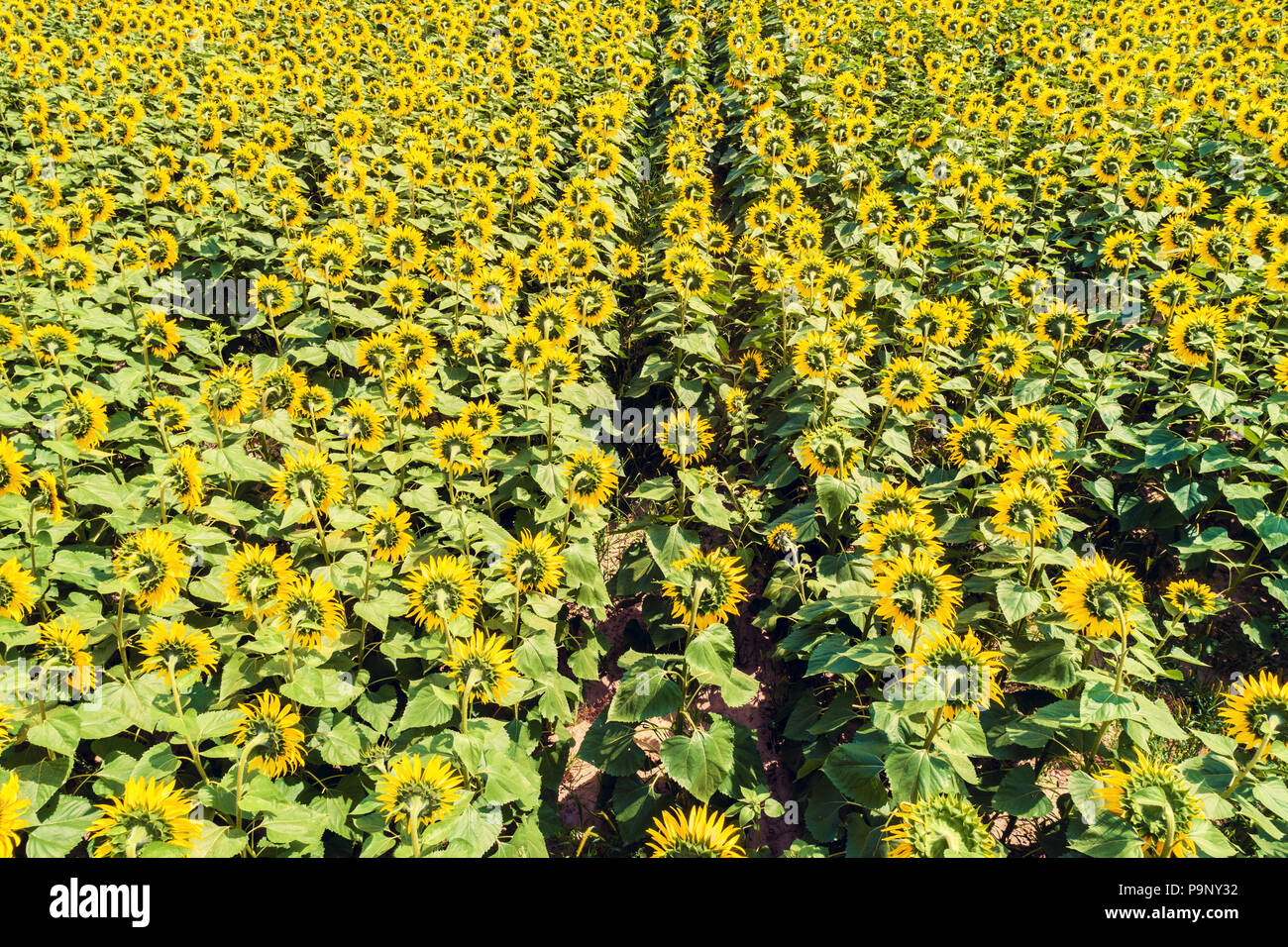 Aerial view flower hi-res stock photography and images - Alamy