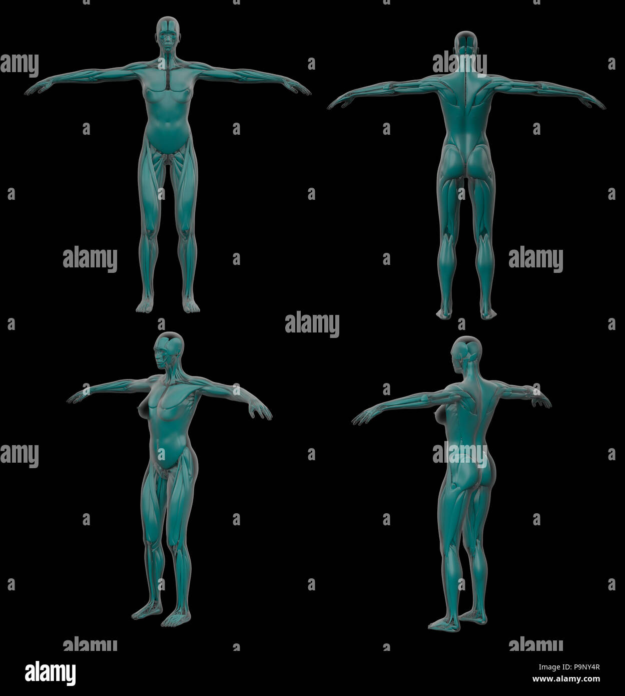 Body muscle vector anatomic hi-res stock photography and images - Alamy