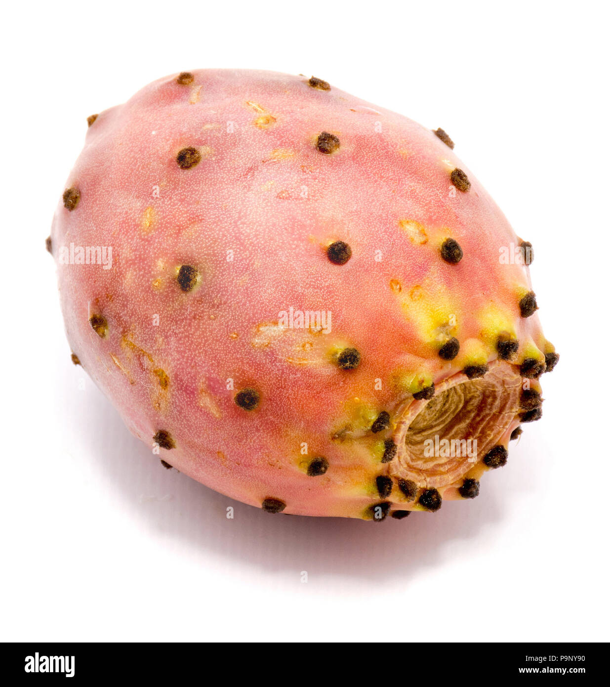 One whole pink prickly pear (opuntia) isolated on white background ...