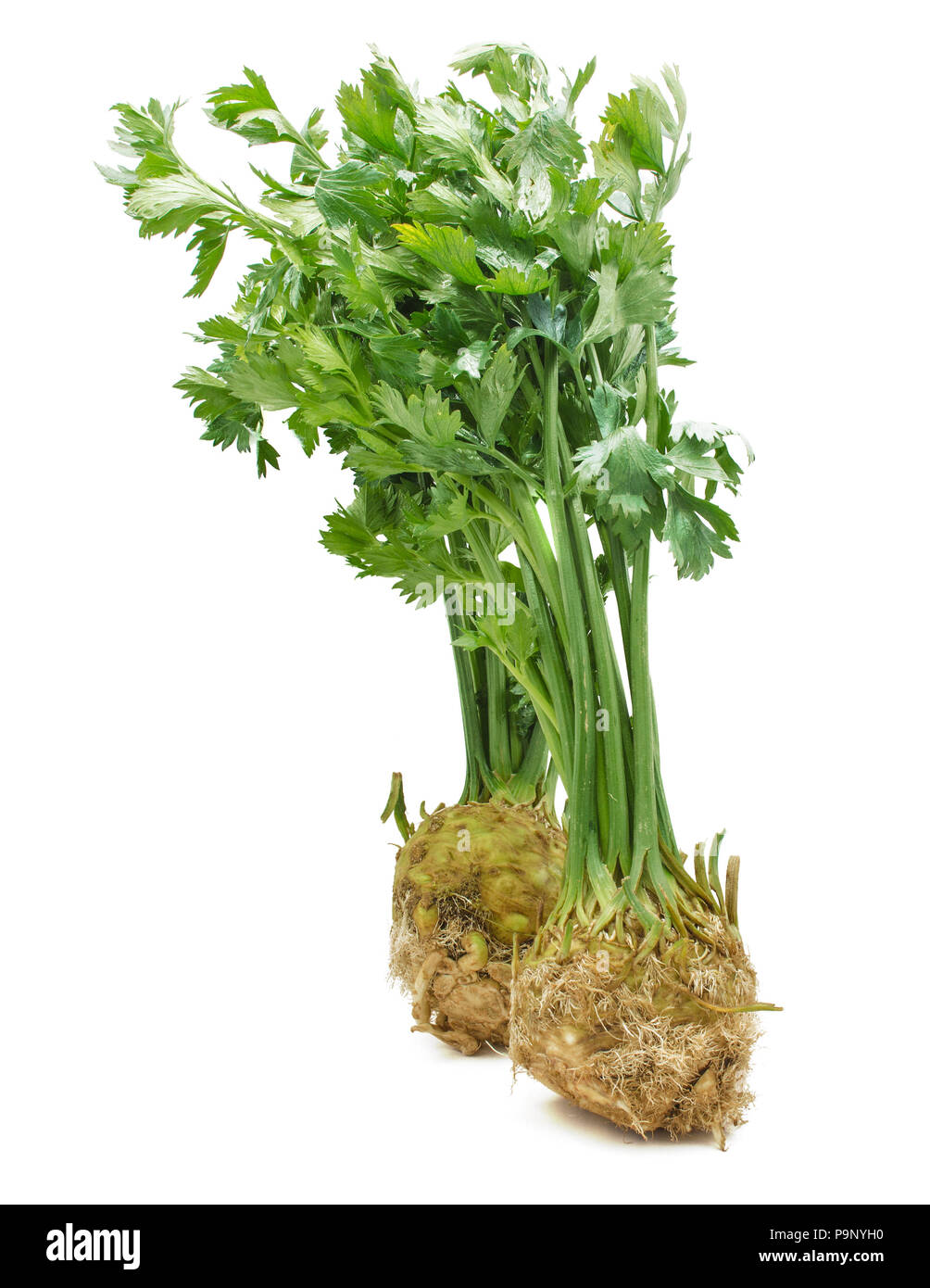 Fresh celery root with leaves isolated on white background two bulbs ...