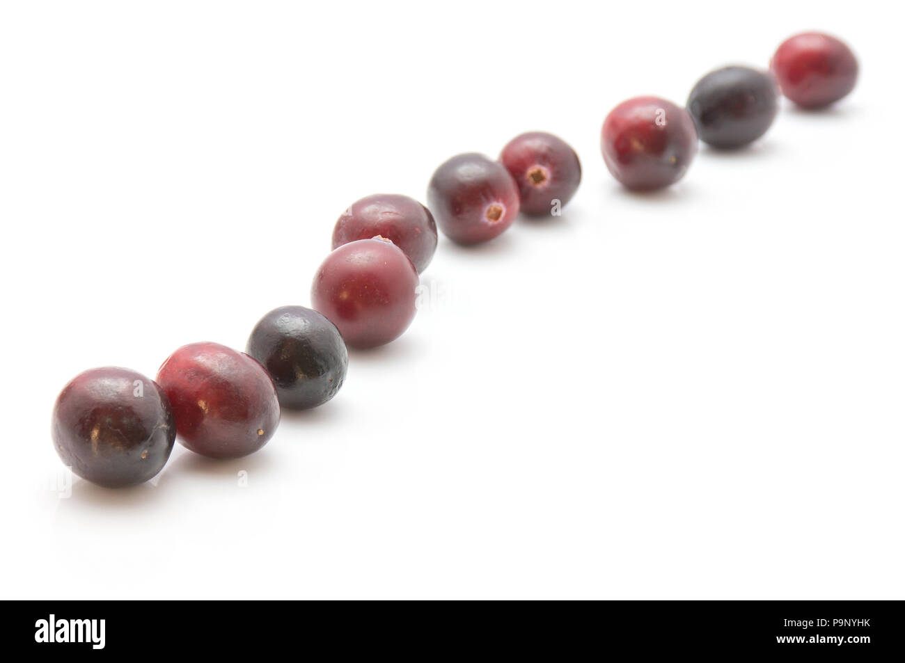 Cranberries line isolated on white background Stock Photo - Alamy