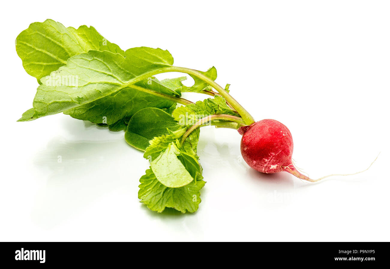 One whole red radish with fresh green leaves isolated on white ...