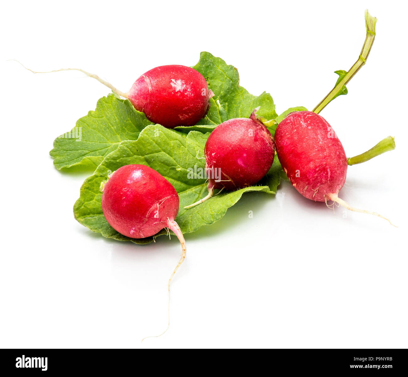 Four bulbs of red radish on fresh green leaf isolated on white ...