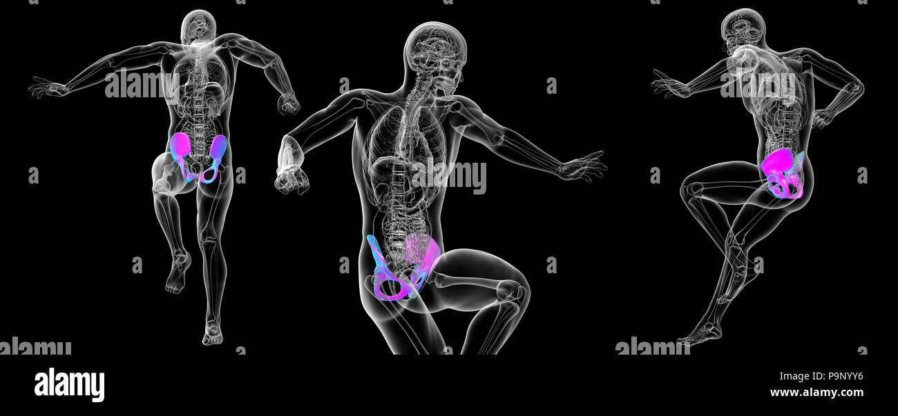 3d rendering illustration of pelvis Stock Photo - Alamy