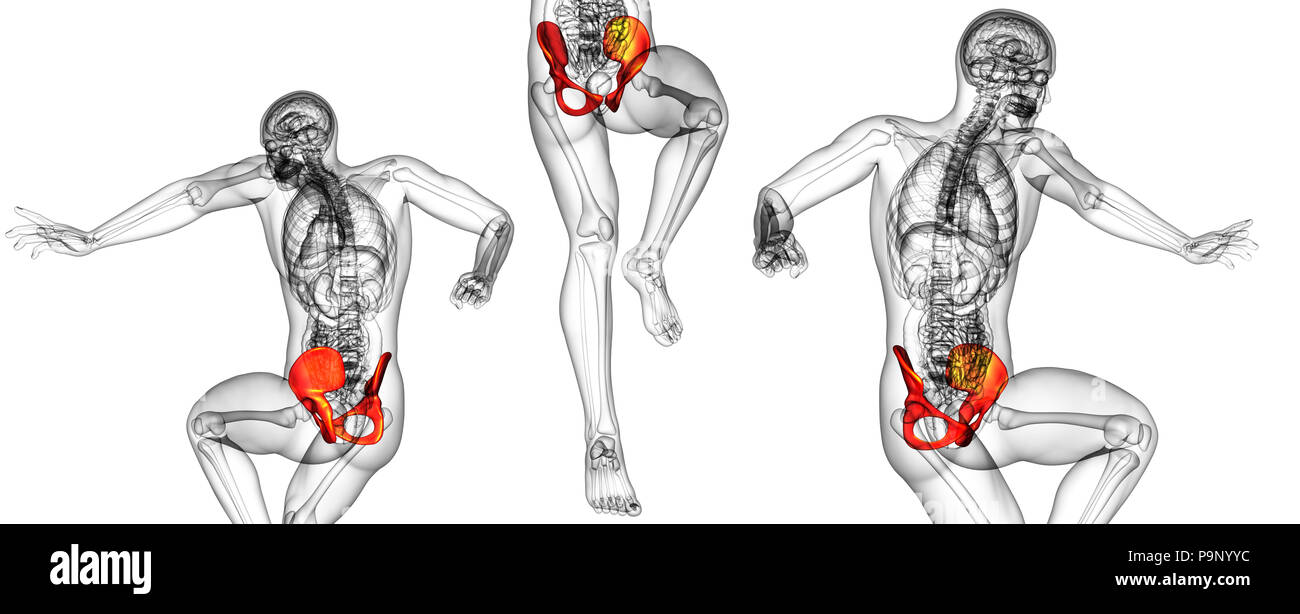 3d render illustration pelvis bone hi-res stock photography and images ...