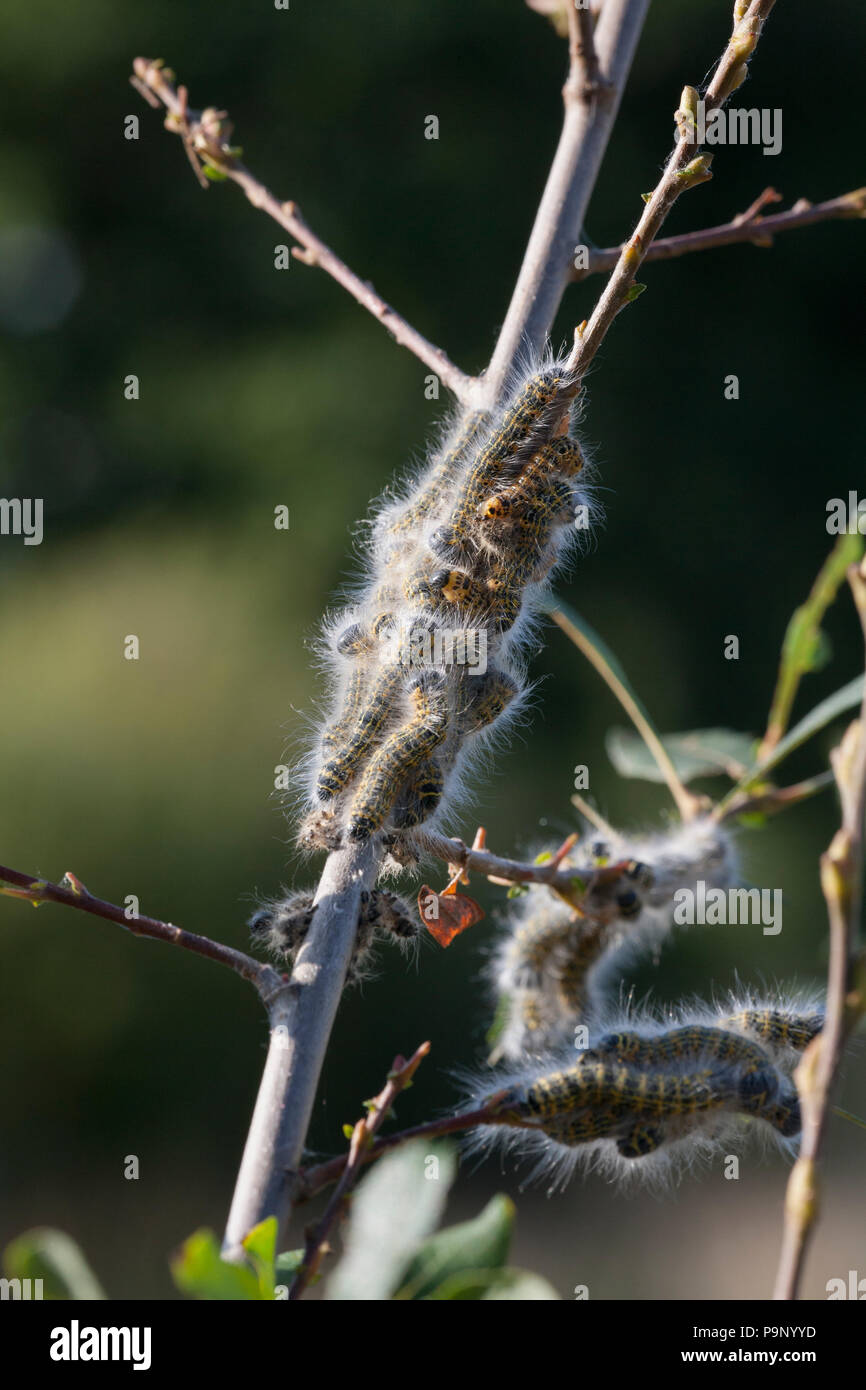 Buth tip moth larva hi-res stock photography and images - Alamy