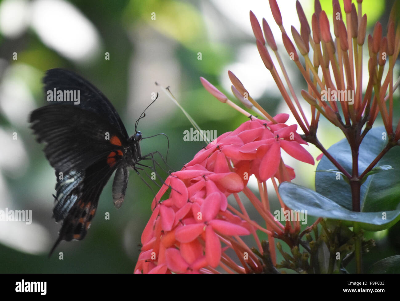 Blooming red flowers with a polinating scarlet swallowtail butterfly ...