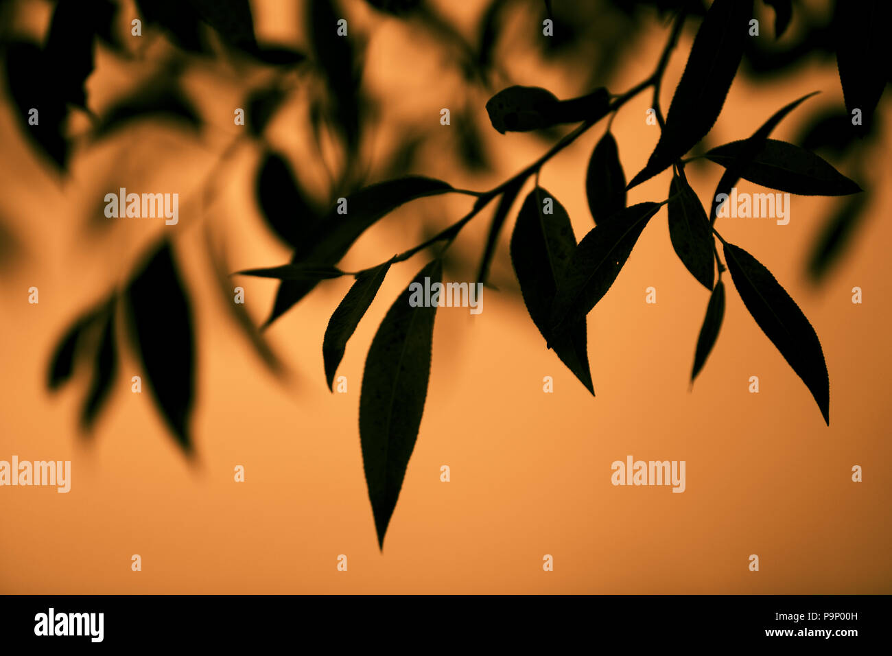 Sharp leaves on the branches of a tree on orange sunset background ...