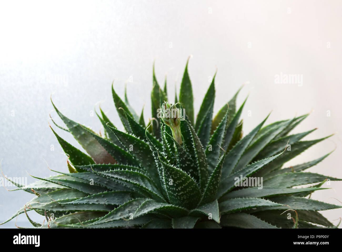 Aloe vera aloe vera inflorescence hi-res stock photography and images ...