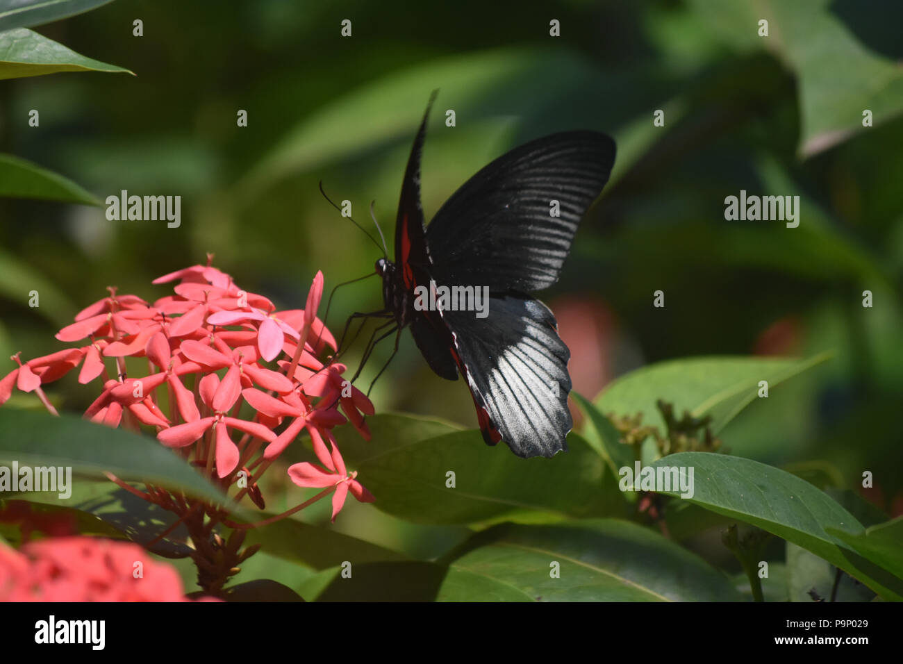 Scarlet swallowtail butterfly polinating in a lush green garden Stock ...