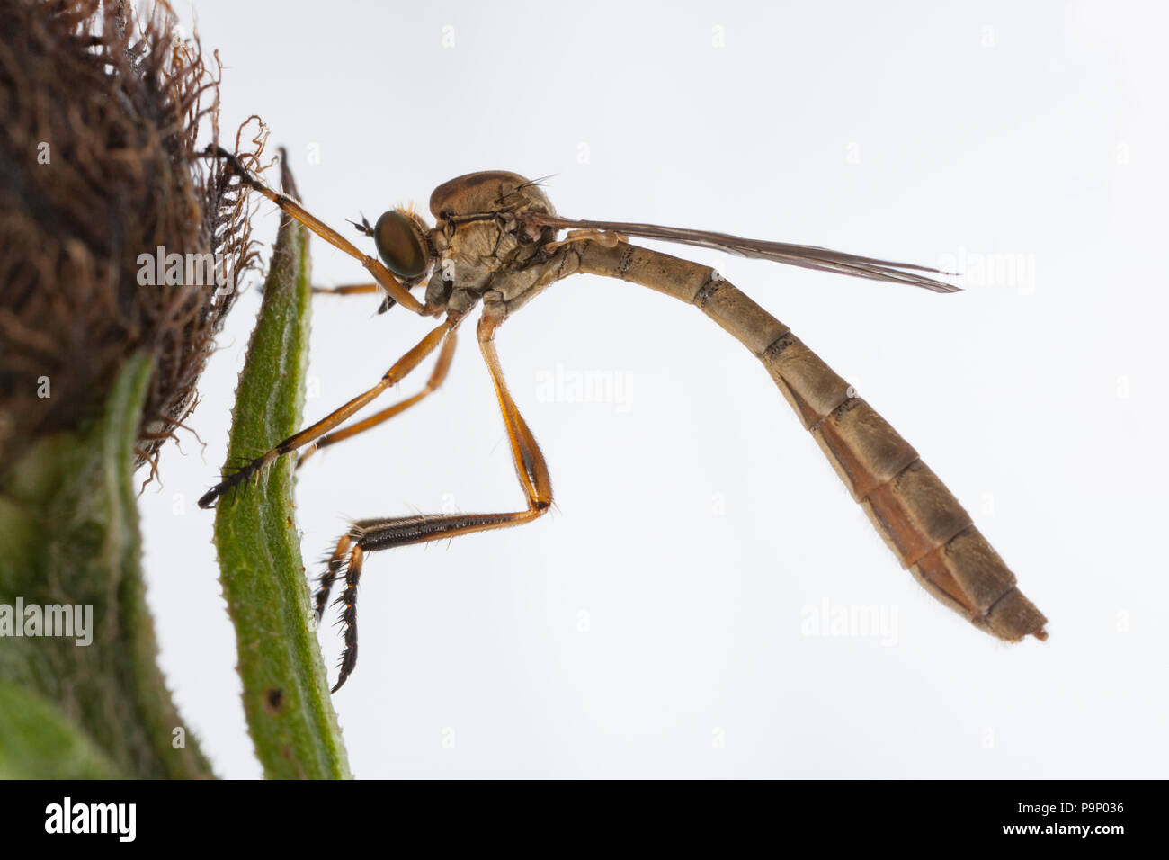 A robber fly, Leptogaster cylindrica, photographed in a studio before ...