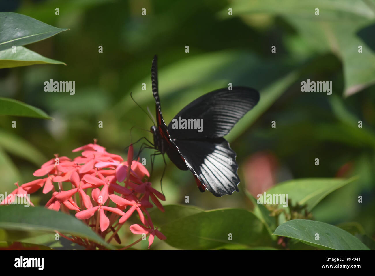 Lush garden with a fantastic red and black swallowtail butterfly Stock ...