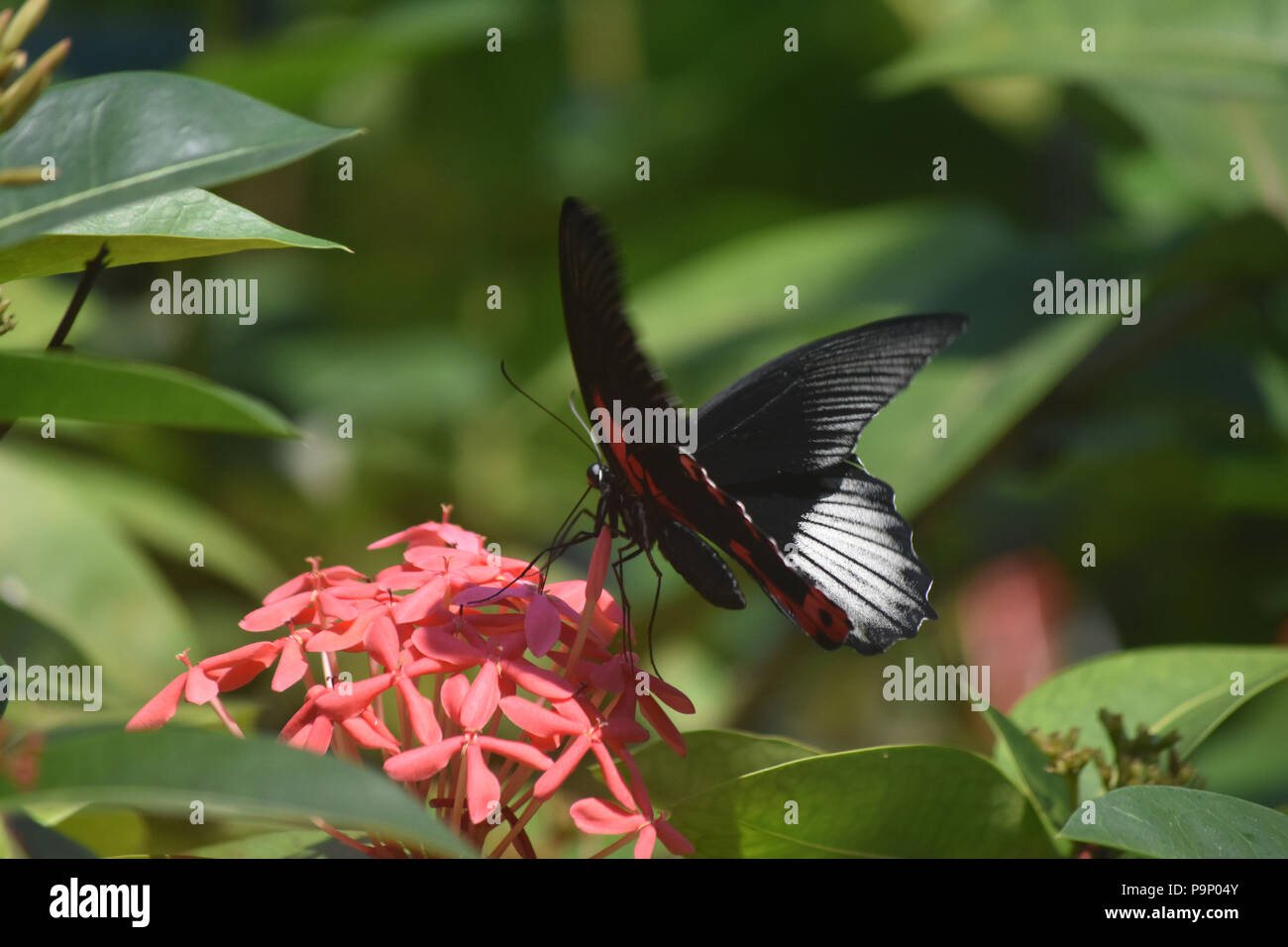 Great scarlet swallowtail butterfly on flowers Stock Photo - Alamy