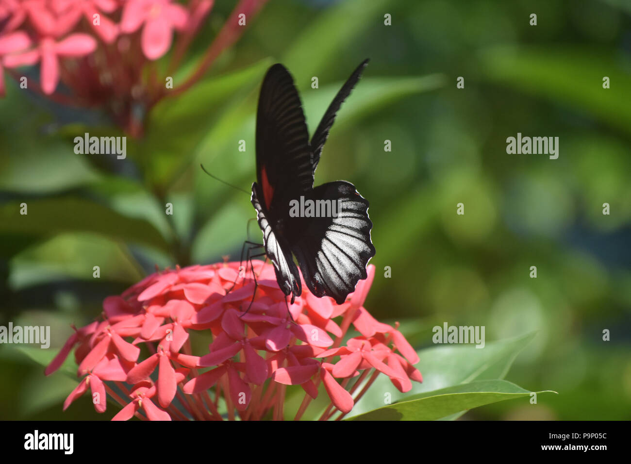 Red flowers with a scarlet swallowtail butterfly Stock Photo - Alamy