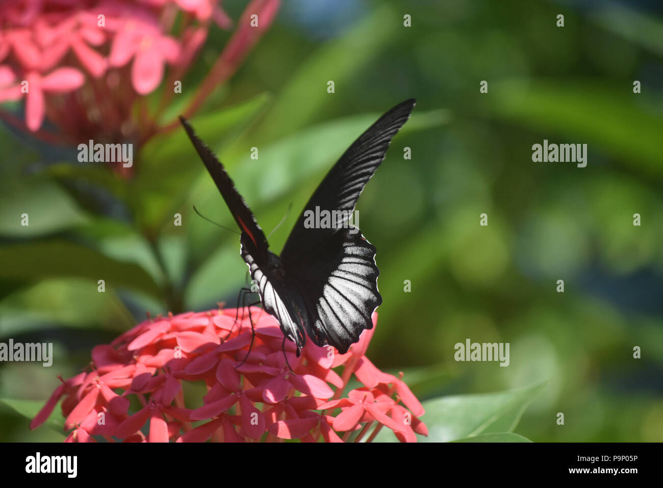 Scarlet swallowtail butterfly with black and red markings Stock Photo ...