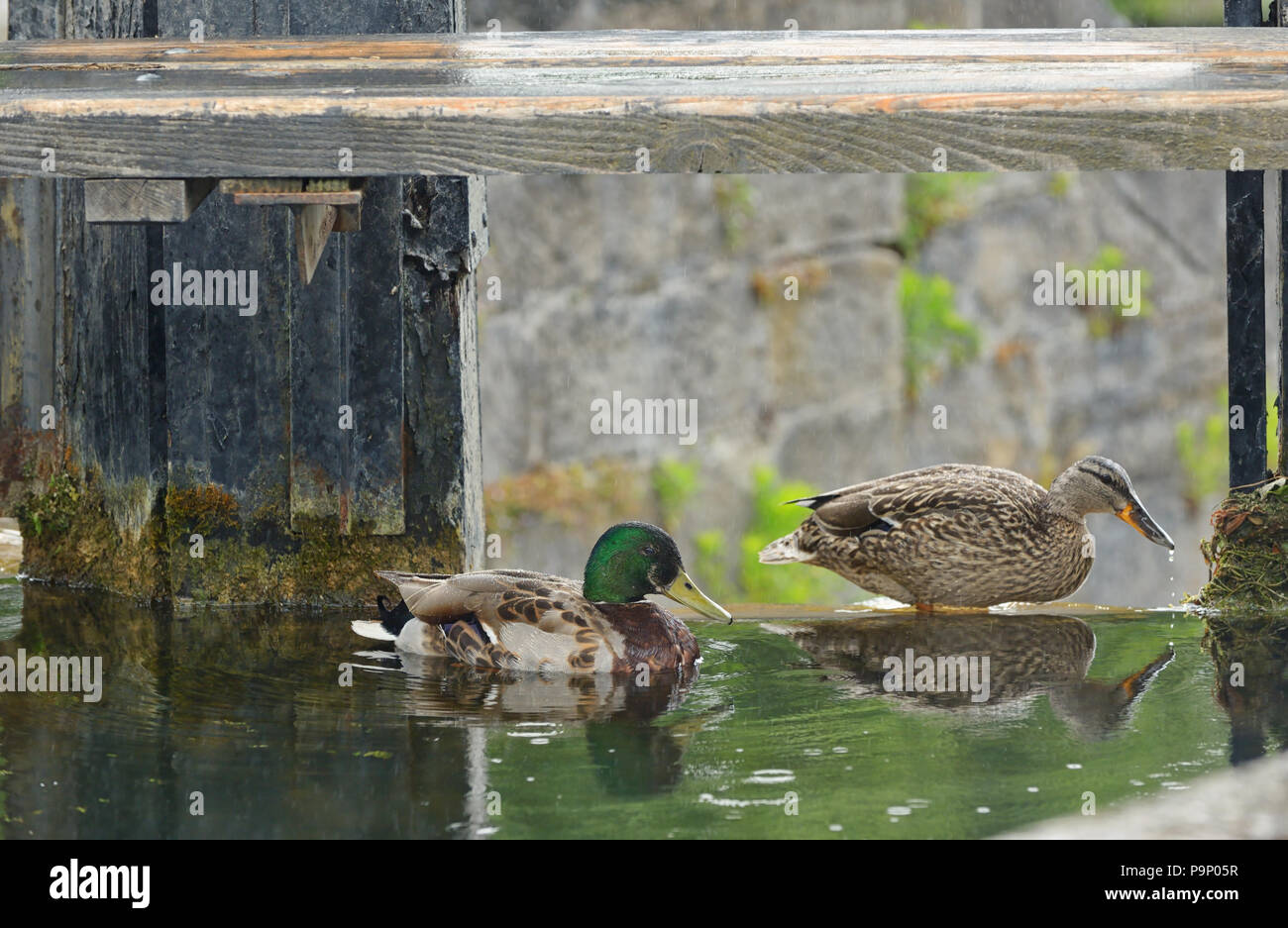 Mallard Duck Couple near dam on lake Stock Photo - Alamy