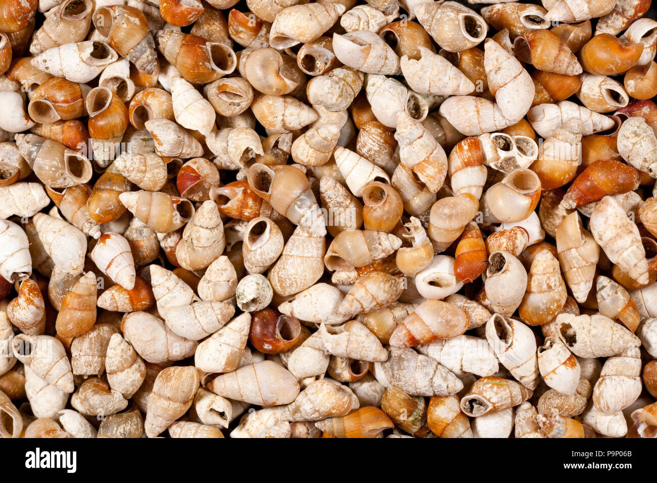 Long shells hi-res stock photography and images - Alamy