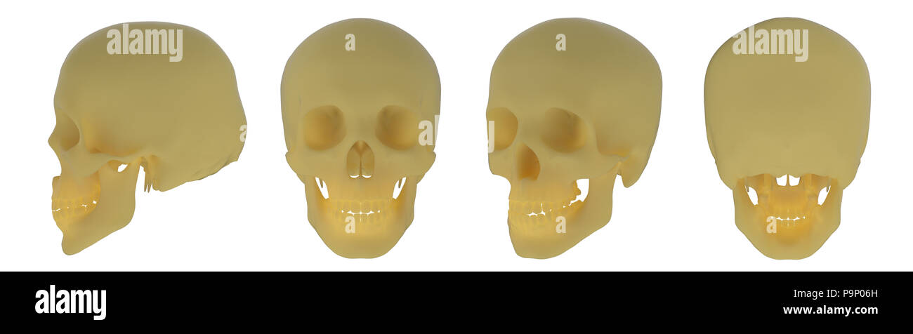 3d rendering illustration of skull Stock Photo - Alamy