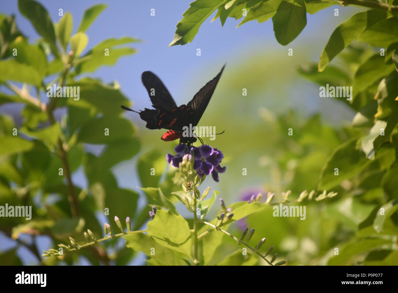 Garden with a pretty scarlet swallowtail butterfly Stock Photo - Alamy