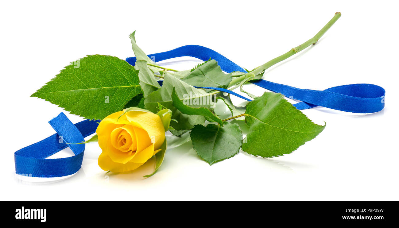 One yellow rose with a silk blue ribbon isolated on white background ...