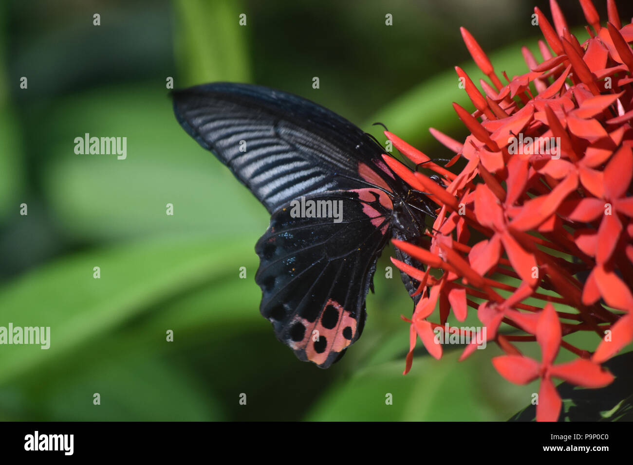 Scarlet swallowtail butterfly with distinctive red and black markings ...