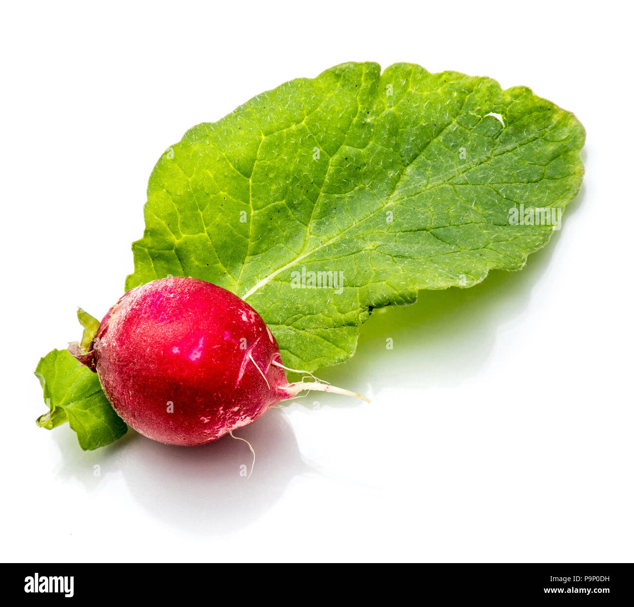 One whole red radish on fresh green leaf isolated on white background ...