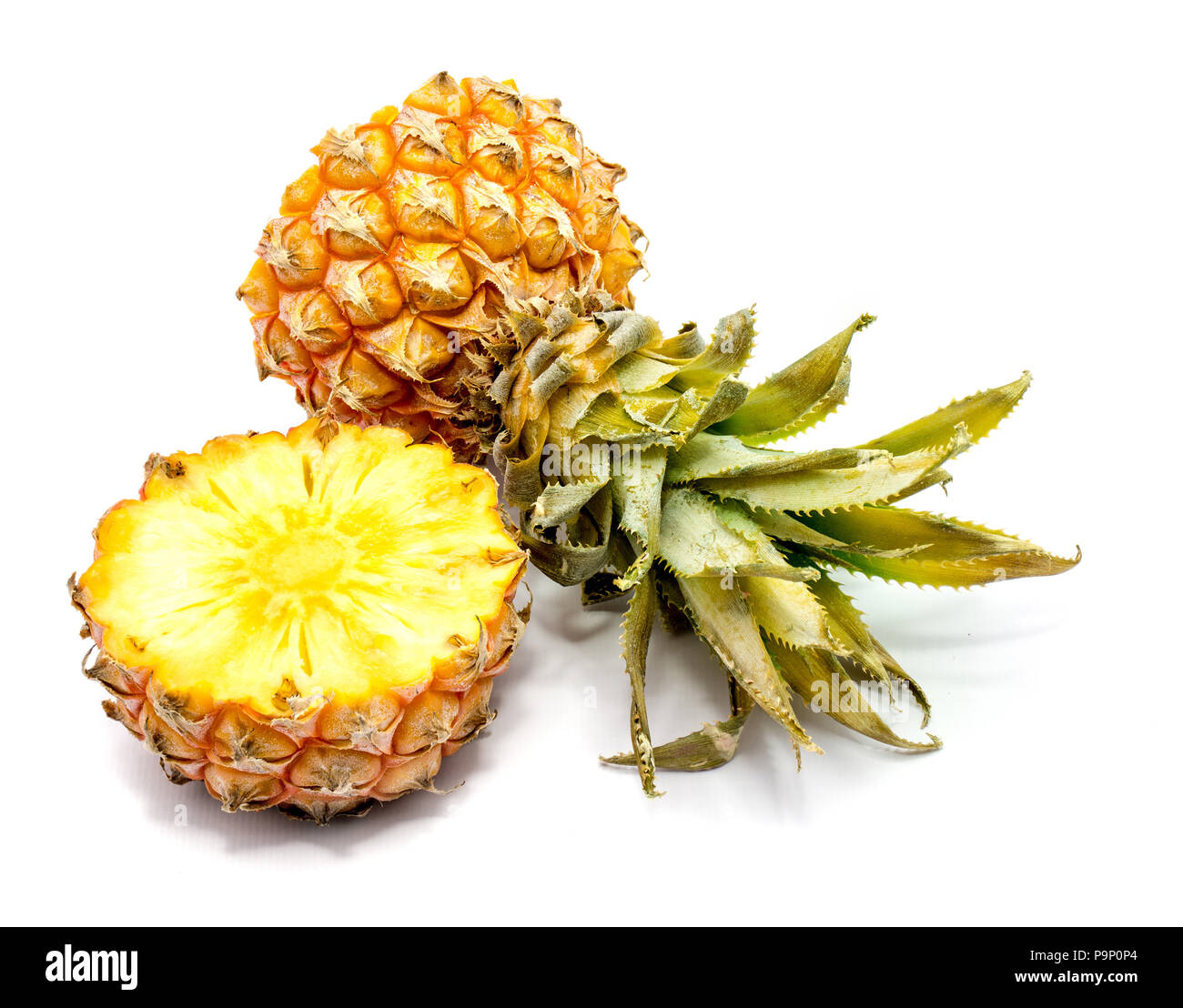 Pine cone half cut hi-res stock photography and images - Alamy