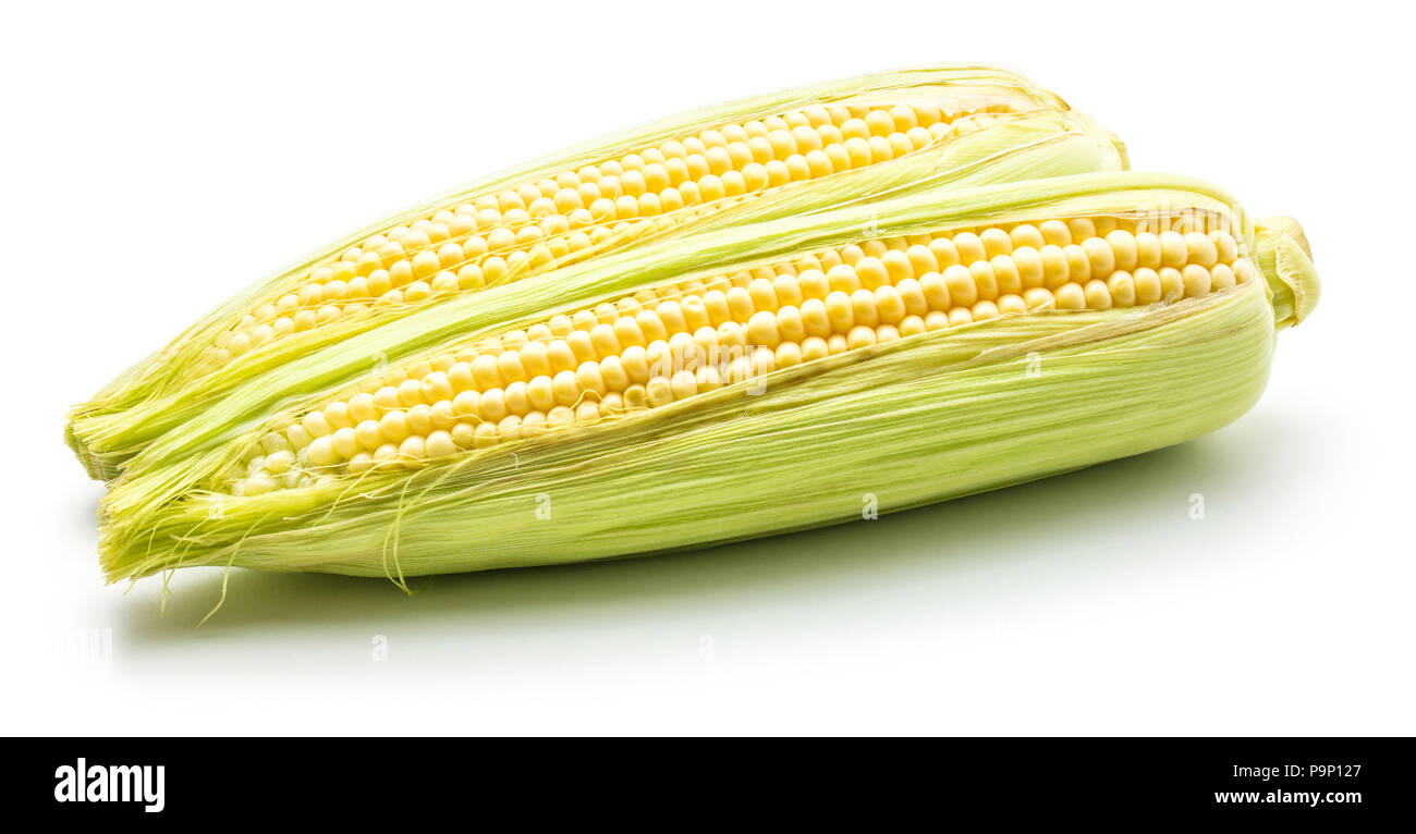 Two ears of fresh sweet corn isolated on white background Stock Photo ...