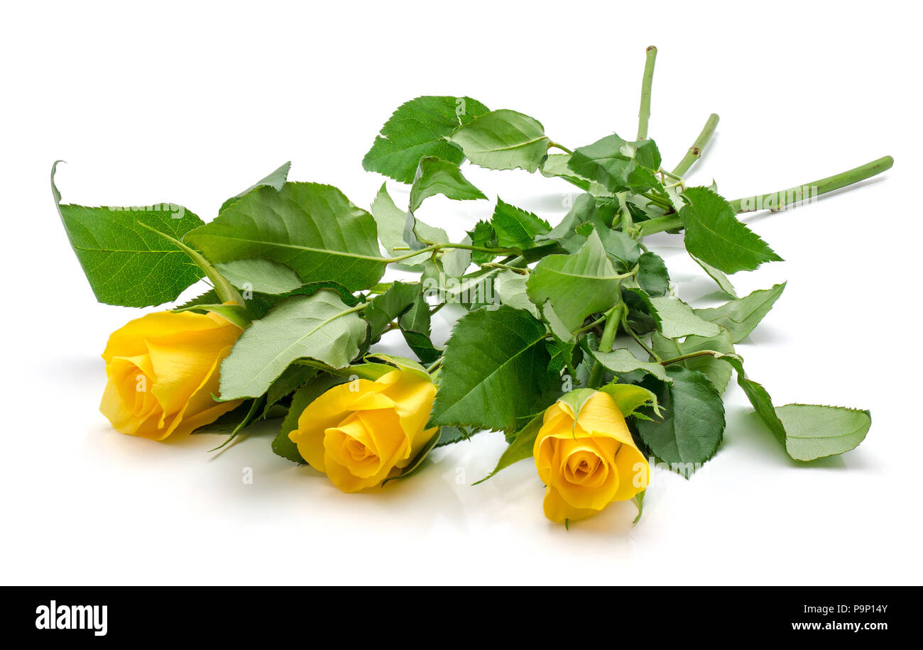 Three fresh cut yellow roses isolated on white background Stock Photo ...