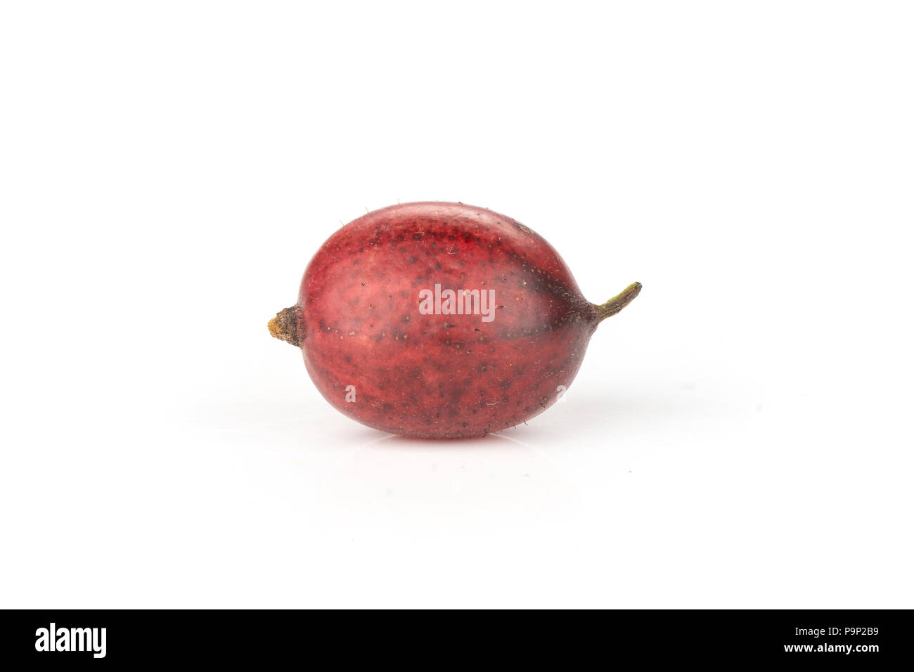 One whole fresh red gooseberry hinnomaki variety side look isolated on ...
