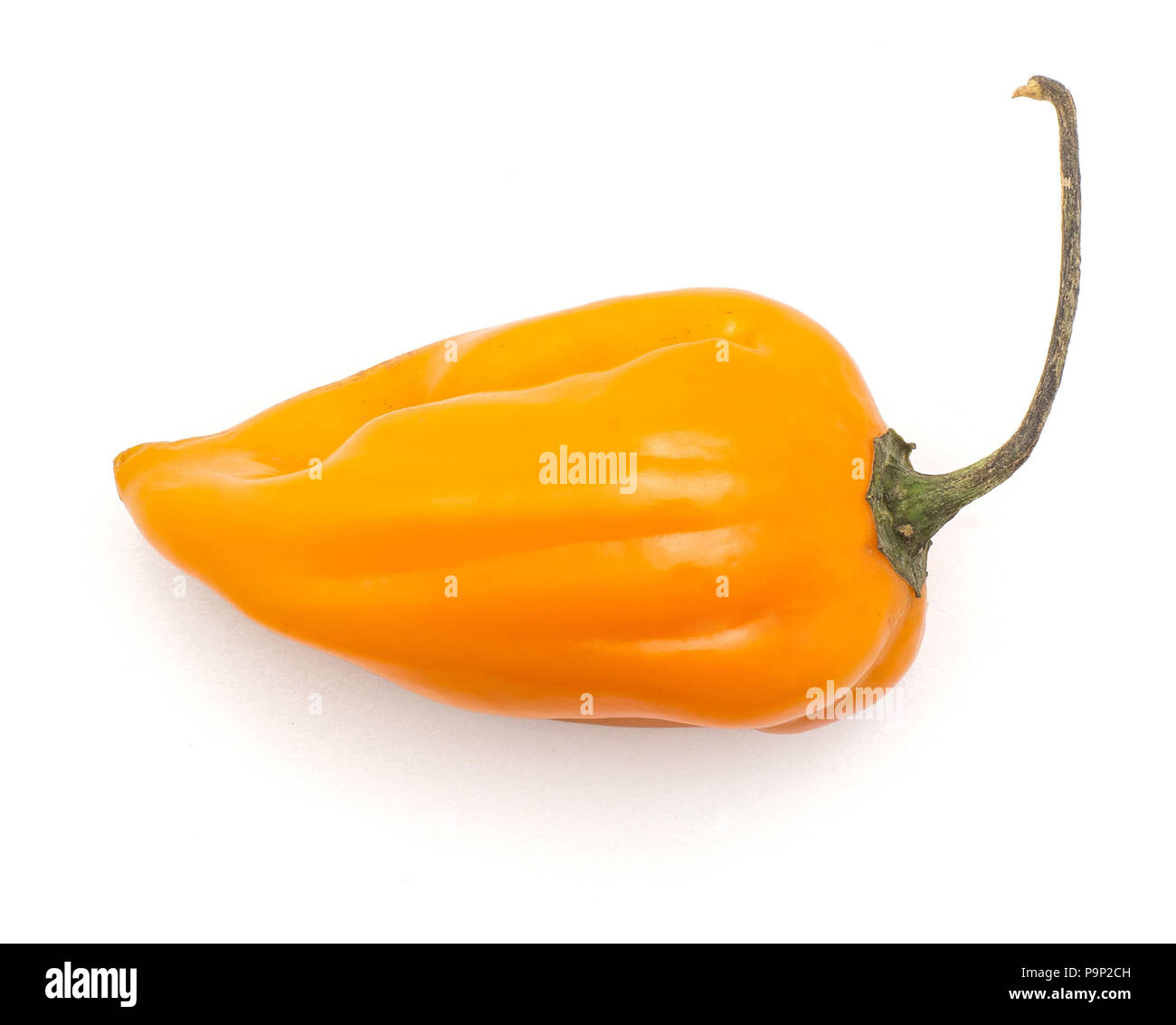 One Habanero chili top view orange hot pepper isolated on white ...