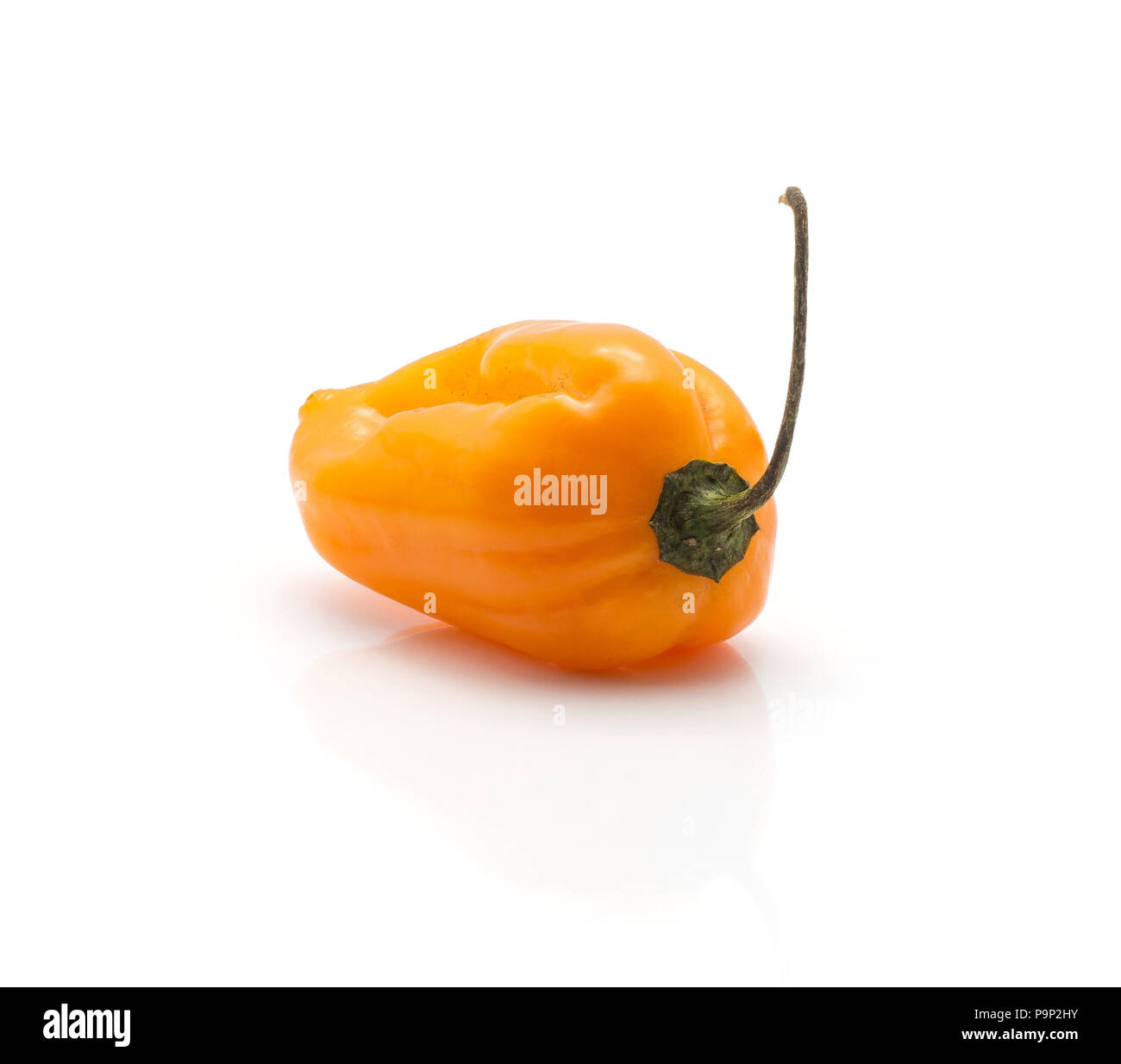 One Habanero chili deep orange hot pepper isolated on white background ...