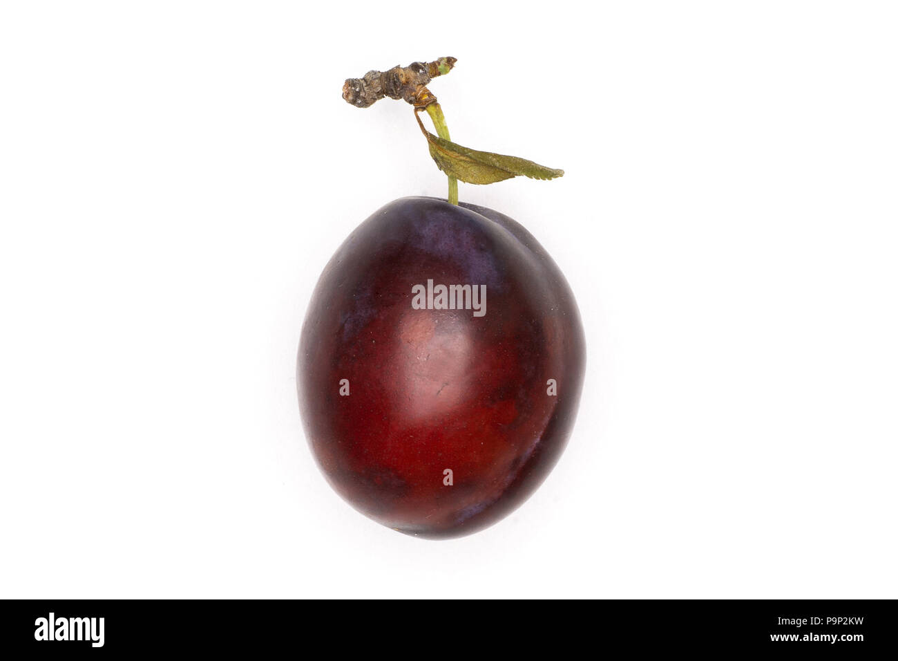 One whole fresh violet-blue plum vibrant moyer variety with a small ...