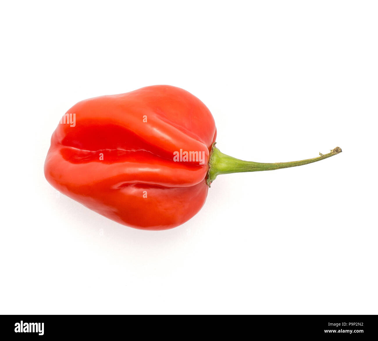 One Habanero chili top view red hot pepper isolated on white background ...